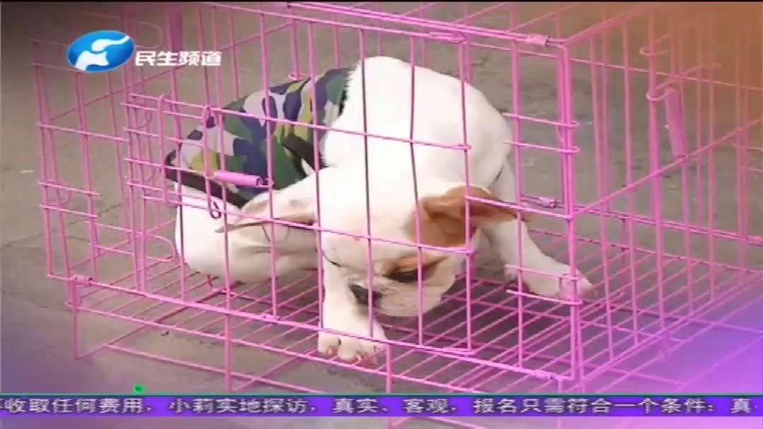 男子开心买法斗犬,到家就发现有问题,要求退款店家态度强硬