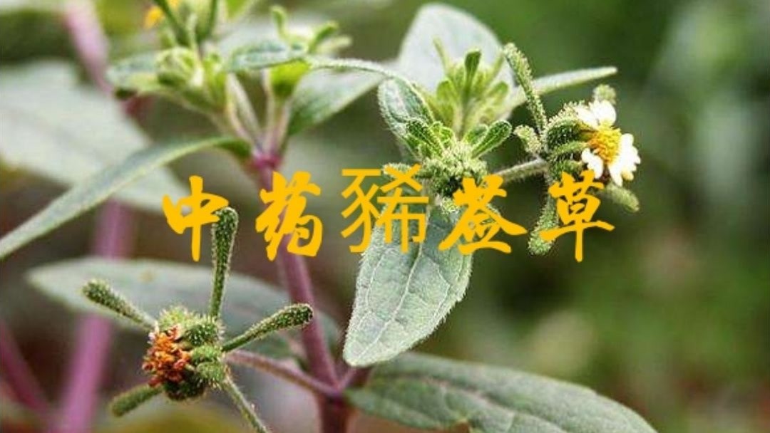 中药材:豨莶草的作用与功效。
