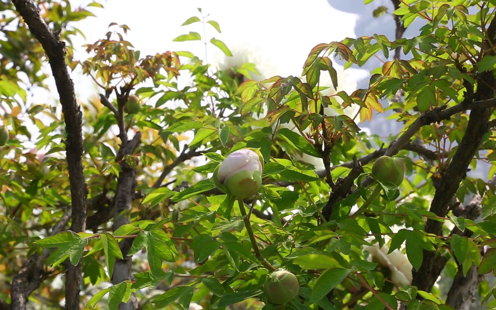 #等一朵百年牡丹在九洲池盛开 ——4月8日记录