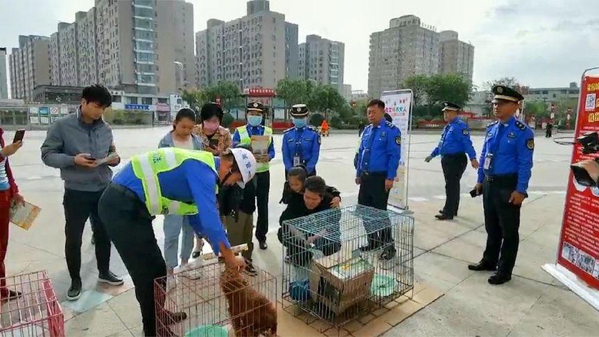 河南商丘:城管局为10多只流浪狗找“家” ,市民可免费领养