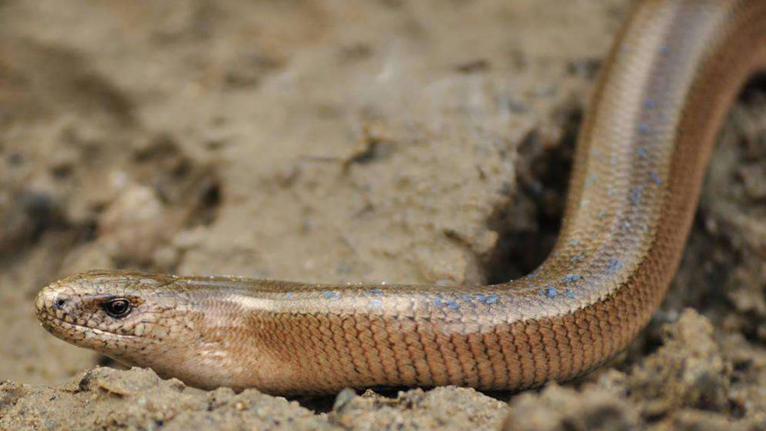 奇特长蛇实际是一条蜥蜴!这是许多人一生都极其难见的稀有生物