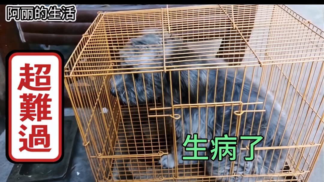 四个多月的小泰迪生病了,把主人急得求往网友,看看生了什么病