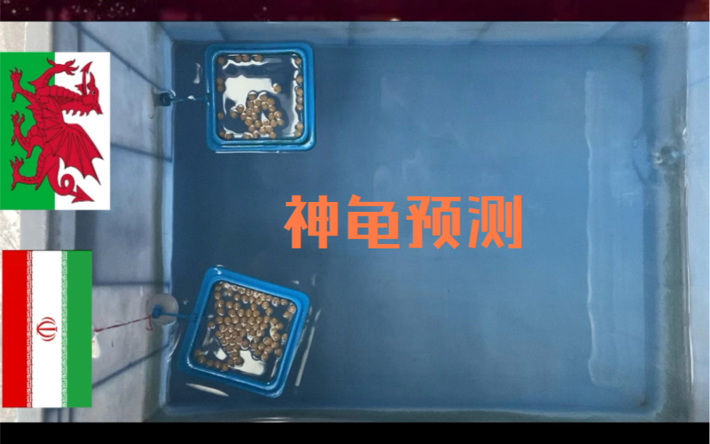 神龟 预测 世界杯 大圣贝尔 威尔士VS伊朗(胜)