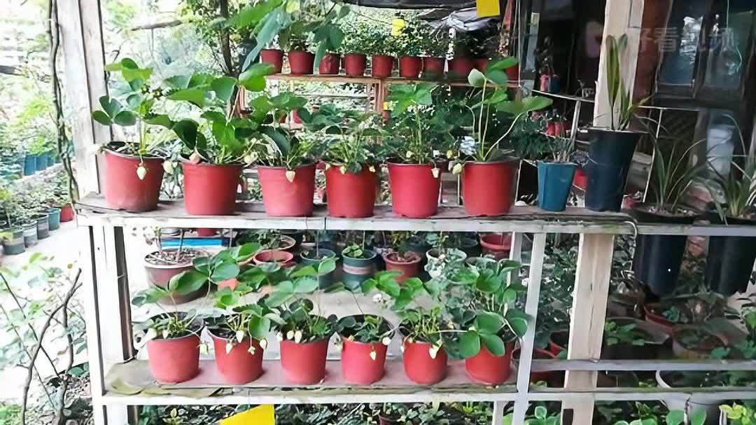春季与花友们分享交流,家庭盆栽的草莓坐果期的养护管理!