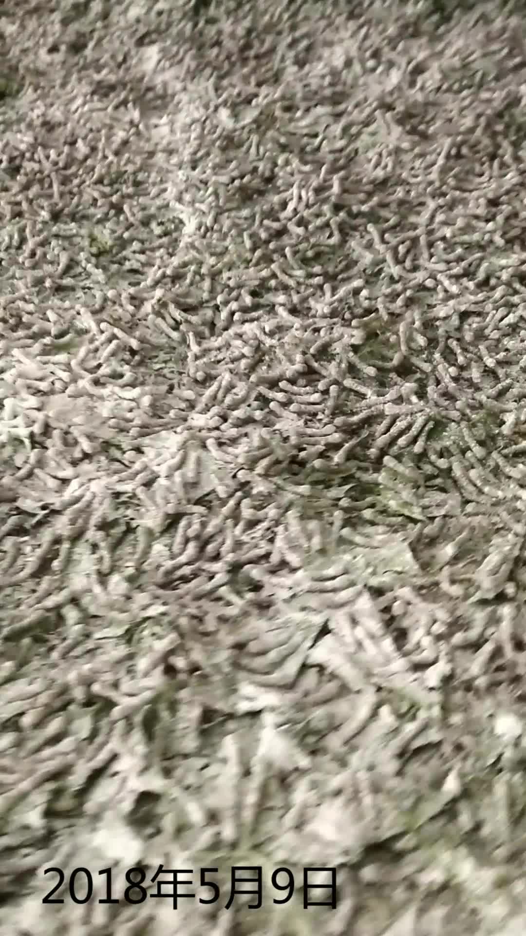 常久蚕丝被春蚕养殖上线啦!蚕宝宝生长系列2