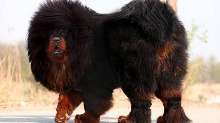 快速结束战斗,高加索无心恋战被藏獒打翻在地