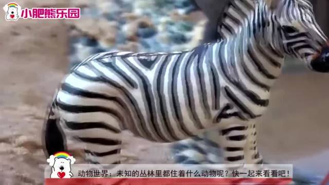 越看越有趣!一起看看丛林中都住着哪些动物吧?