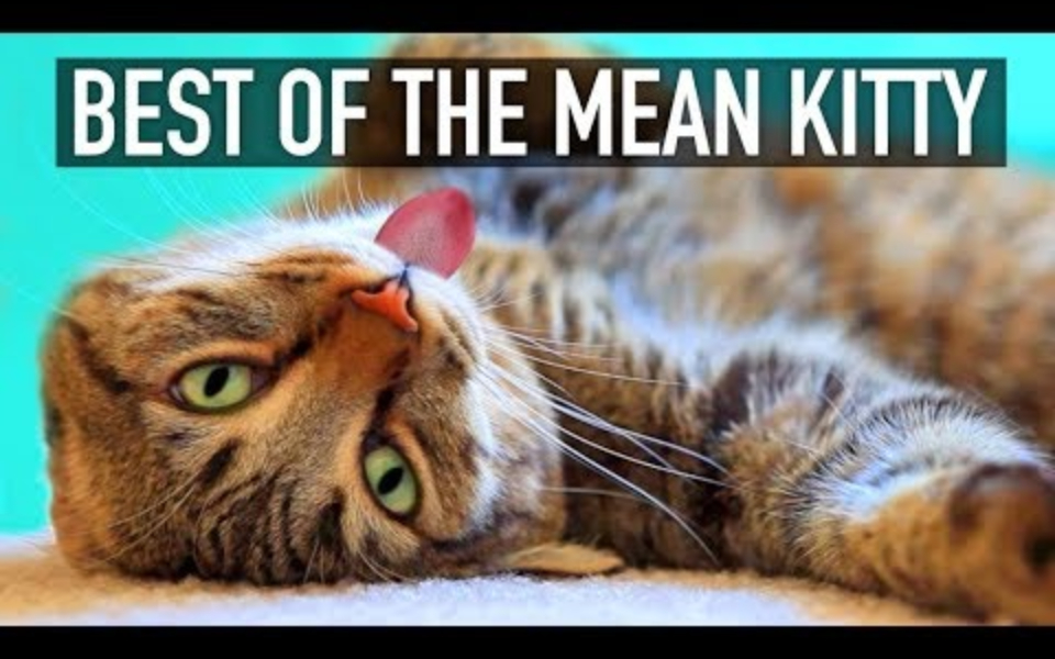 有种看了你别笑!你能忍到第几关?猫猫搞笑大合集!