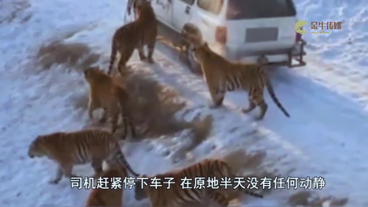 国外男子雪地驾车游玩被一群老虎把车围住,慌忙中车内抛1物体!鸡你...