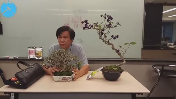 盆景展览后的养护管理方式,福建茶、紫珠盆景展后的养护技巧分享