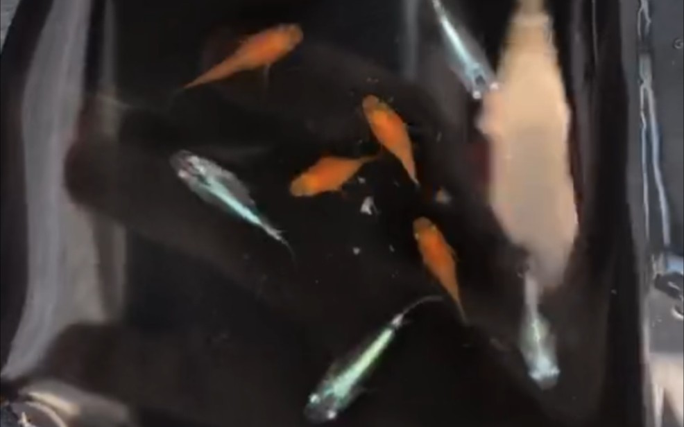 【观背青鳉】我是一只酸菜鱼