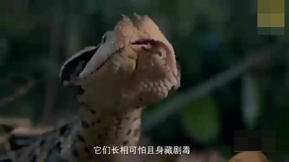 遇到这些蛇赶紧跑,四大杀人毒蛇排行榜,第一名每年咬死两万人