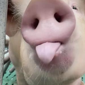 老徐聊猪价新养殖人 