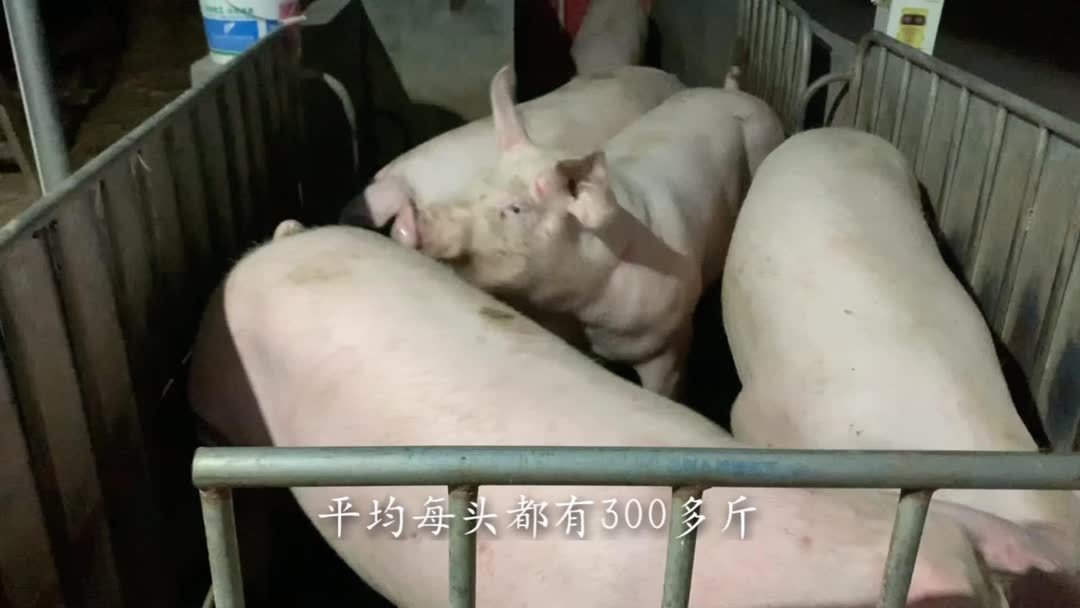高标准化猪舍,养殖肉猪均重300多斤,现在的行情能赚多少