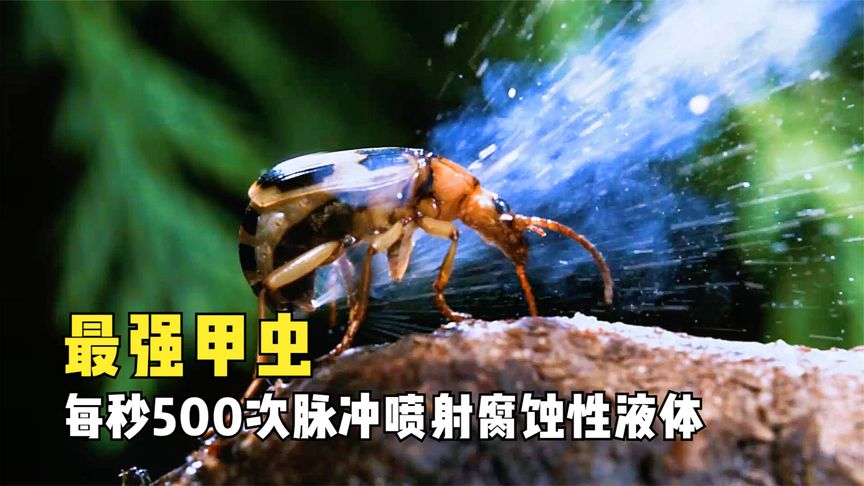 最强甲虫,进化出化学武器,竟能每秒500次脉冲喷射腐蚀性液体!