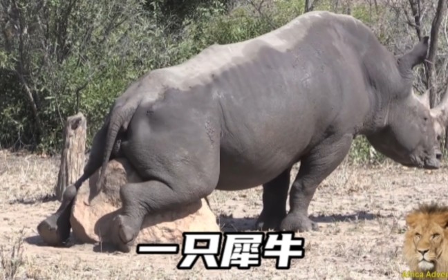 犀牛滑板鞋