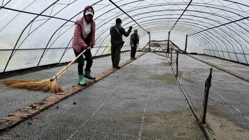 黑龙江省五常大米水稻育苗, 播种,拍籽