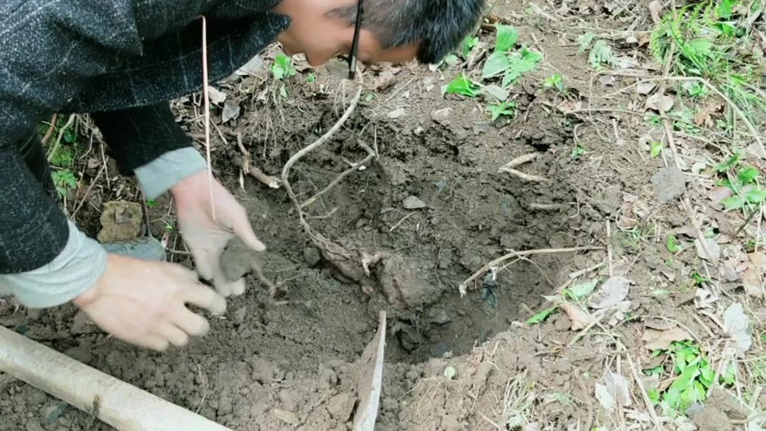 农村有一种药材叫何首乌,朋友们认识吗? 一起看看何首乌长啥样