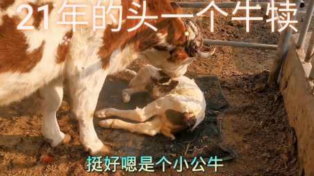 2021年开门红,母子平安,添一百十斤小母牛