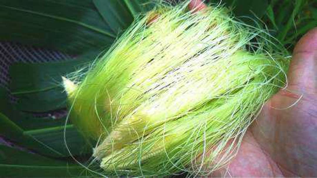 厉害了!刚知道玉米须还有这么多的妙用价值,大家一起来看看吧