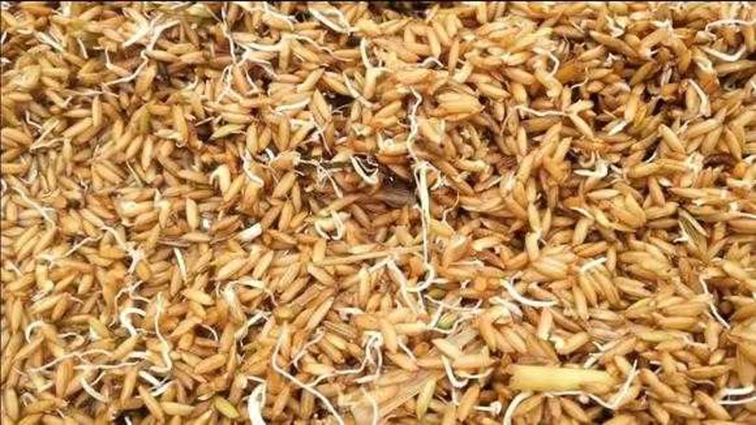 这一届农民太难了,种田的全体崩溃了,稻谷都在田里发芽了