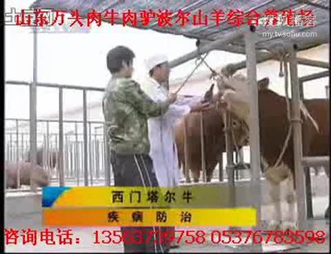中国农业新闻 中国养殖业 中国畜牧业 农业养殖业致富经养牛