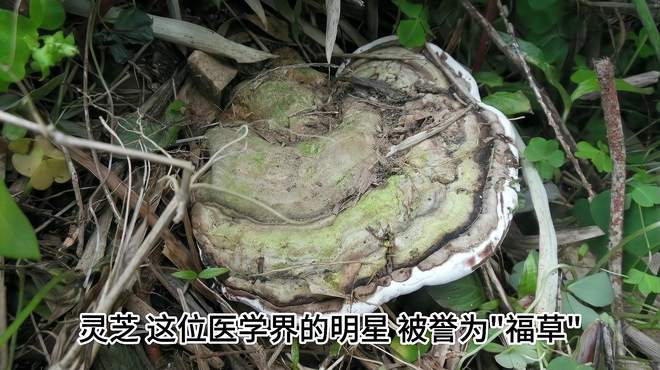 灵芝的正确吃法与用量,灵芝的最佳吃法