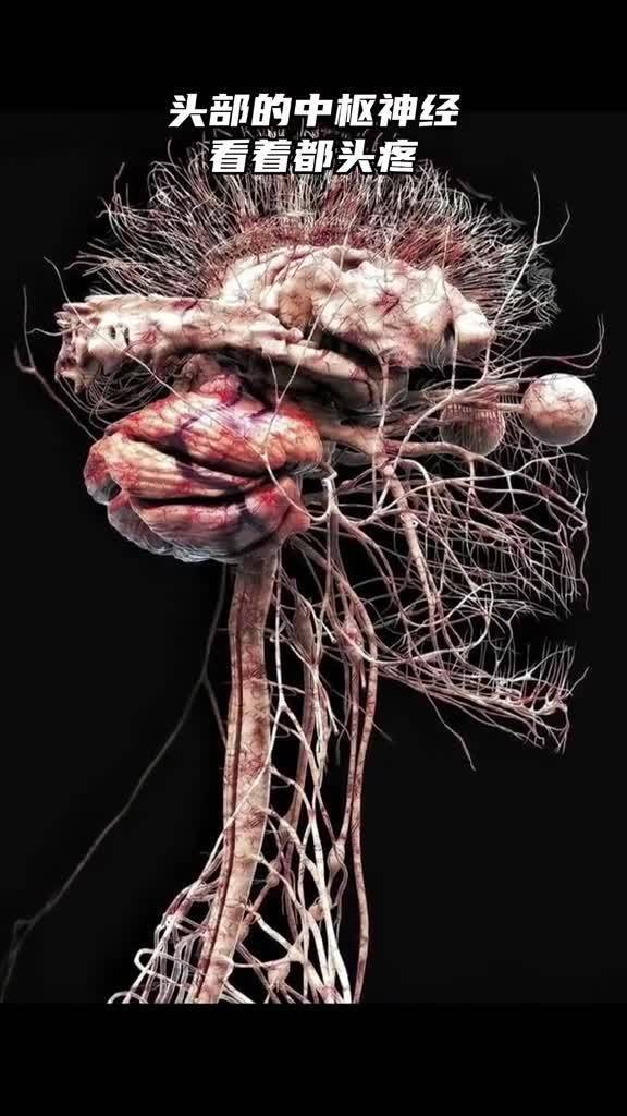 头部的中枢神经,你平时在哪个区域头疼?