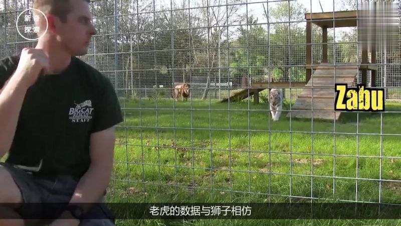 实拍狮子和藏獒打架,你猜谁会赢?