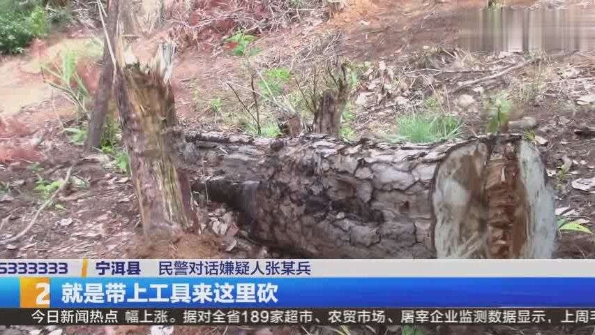 宁洱县查获一起滥伐林木案