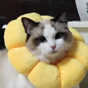 喵呜KKK_ 