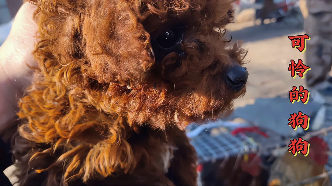 东北大集,不停抽搐生病的泰迪狗被贩卖,路人围观调侃,...
