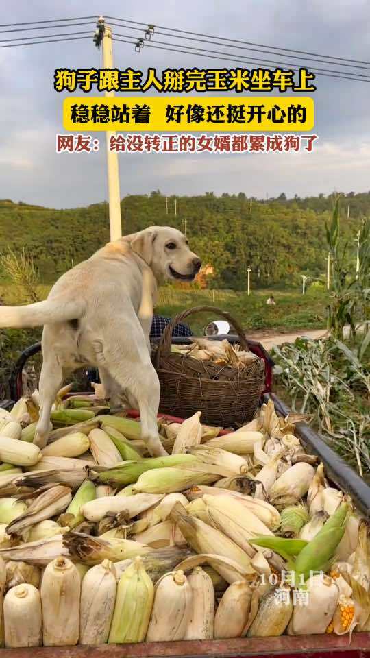 大丰收,狗狗掰完玉米坐车上开心的回家