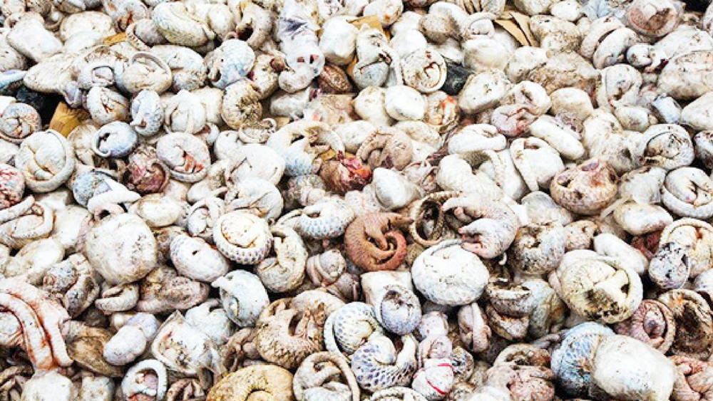 这类动物有很高的药用价值,导致人类大量捕杀,成为稀有动物