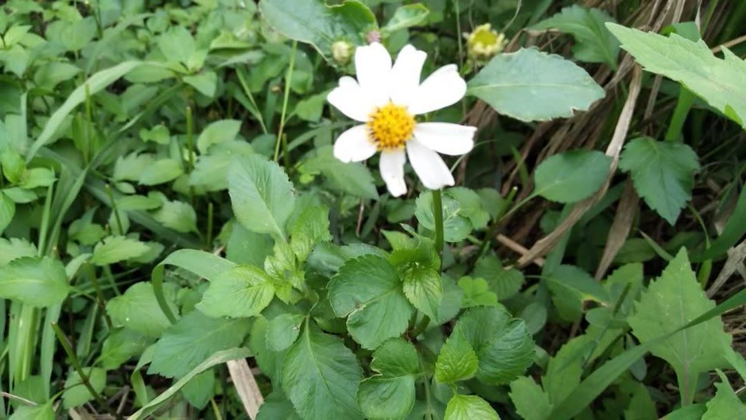 鬼针草:农村一味随处可见的野草,它却能治高血压、毒蛇毒虫咬伤