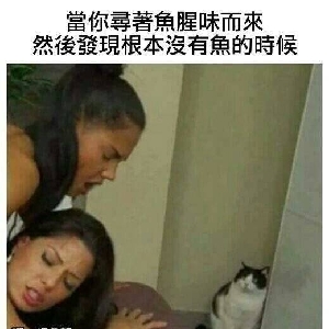 不明真相的芋头 