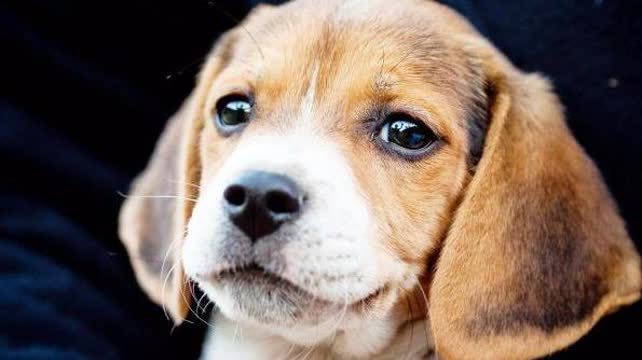 史努比原型是比格犬,是世界名犬犬种之一