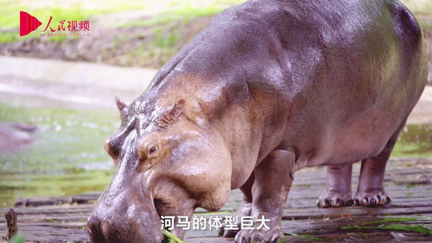 河马是什么?