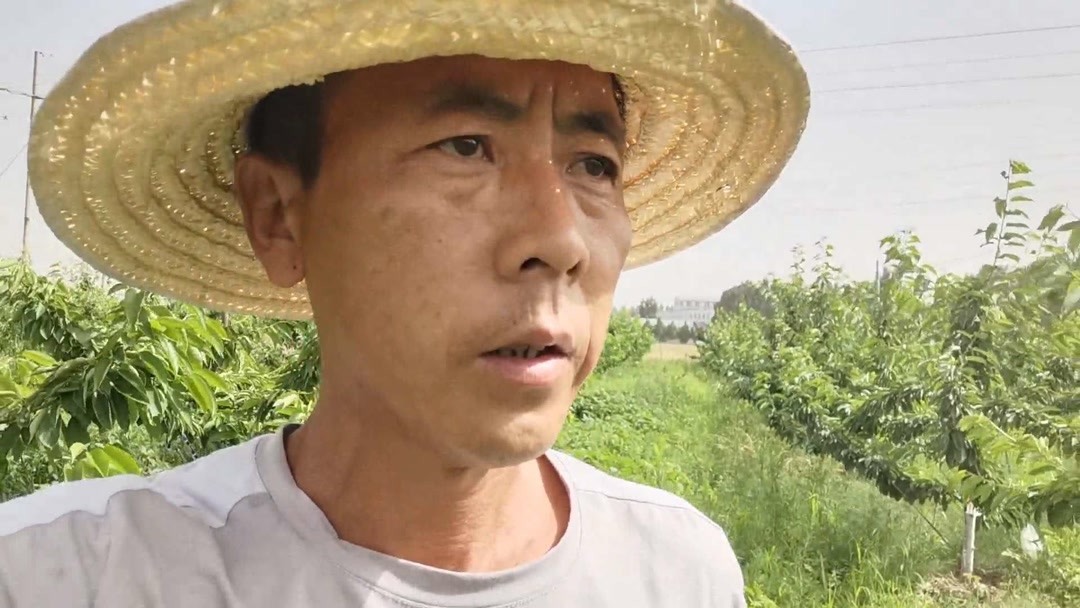 大樱桃树,生长时期,用肥氮磷钾的比例怎样合适