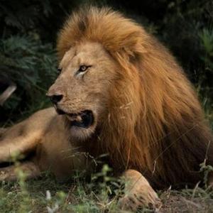 动物生活全记录 