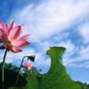 易海明灯 