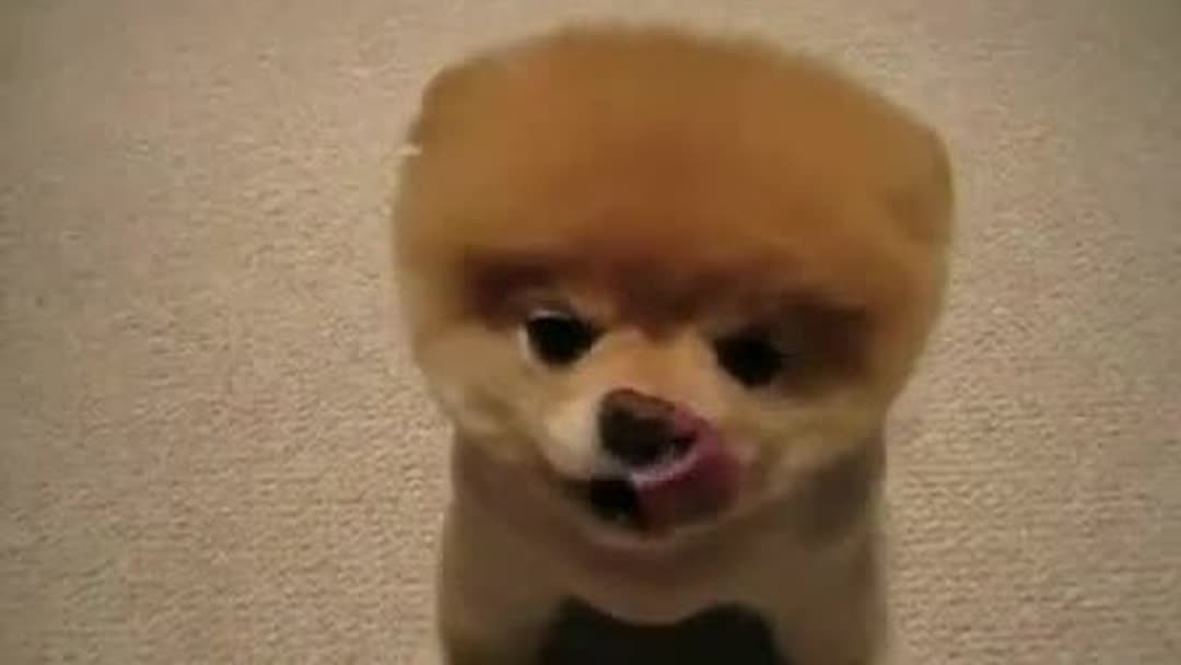 就是它了!全世界最可爱的博美犬
