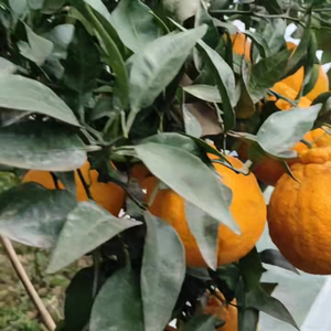 安与教学 