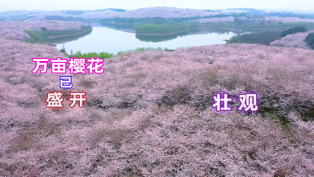 贵州万亩樱花已盛开,是世界最大的樱花园,错过只能再等一年