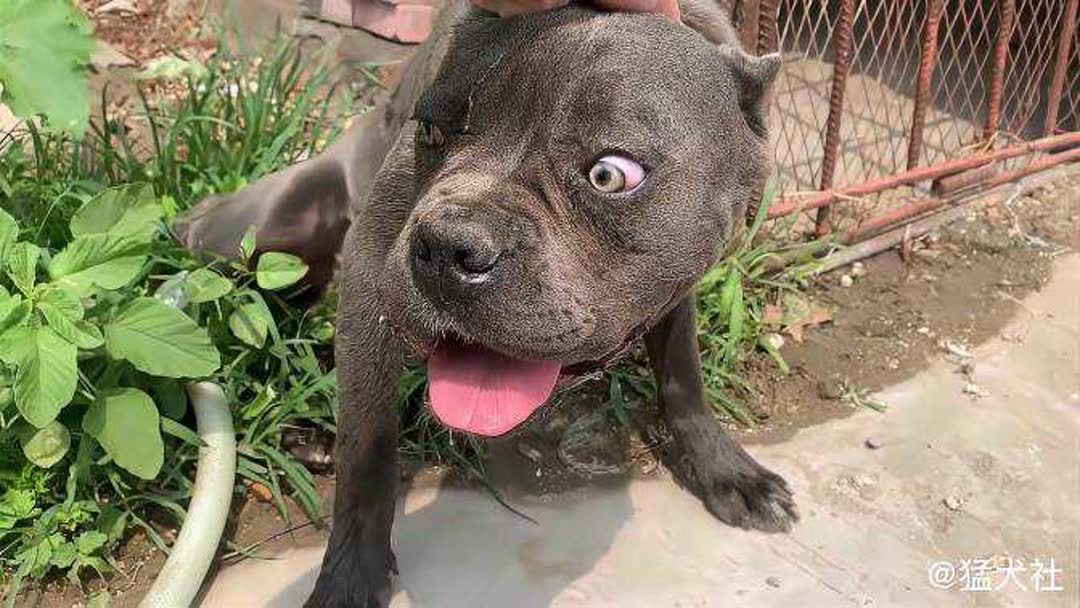 猎耿犬刚到犬舍就打架,把卡斯罗咬的遍体鳞伤,凶猛程度难以想象