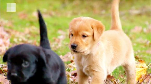 现在很多家庭都养的有狗,那你知道什么样的狗狗脾气好,适合新手