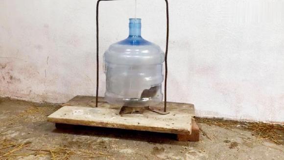 民间牛人用饮水桶自制捕鼠神器,恕我直言,这真是太有才了!