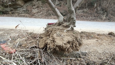 映山红盆景素材,地培多年熟桩。