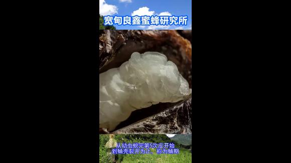 中蜂生长过程记录,良鑫蜂蚕研究所剪辑