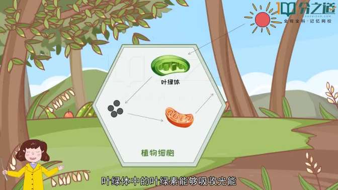 生物七年级上册214细胞的生活